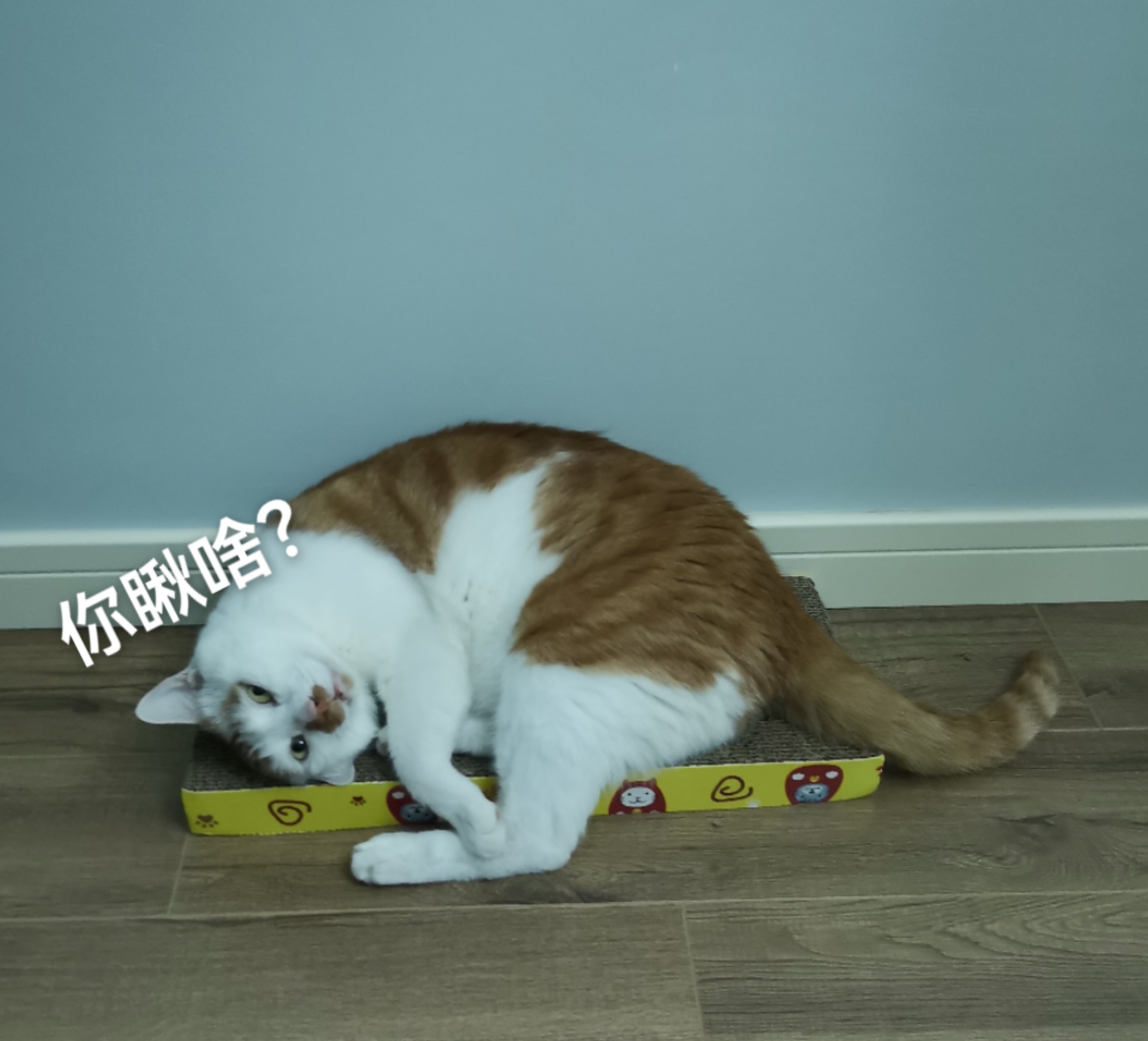 家猫,沃特碧们的Colg,DNF地下城与勇士 - COLG玩家社区