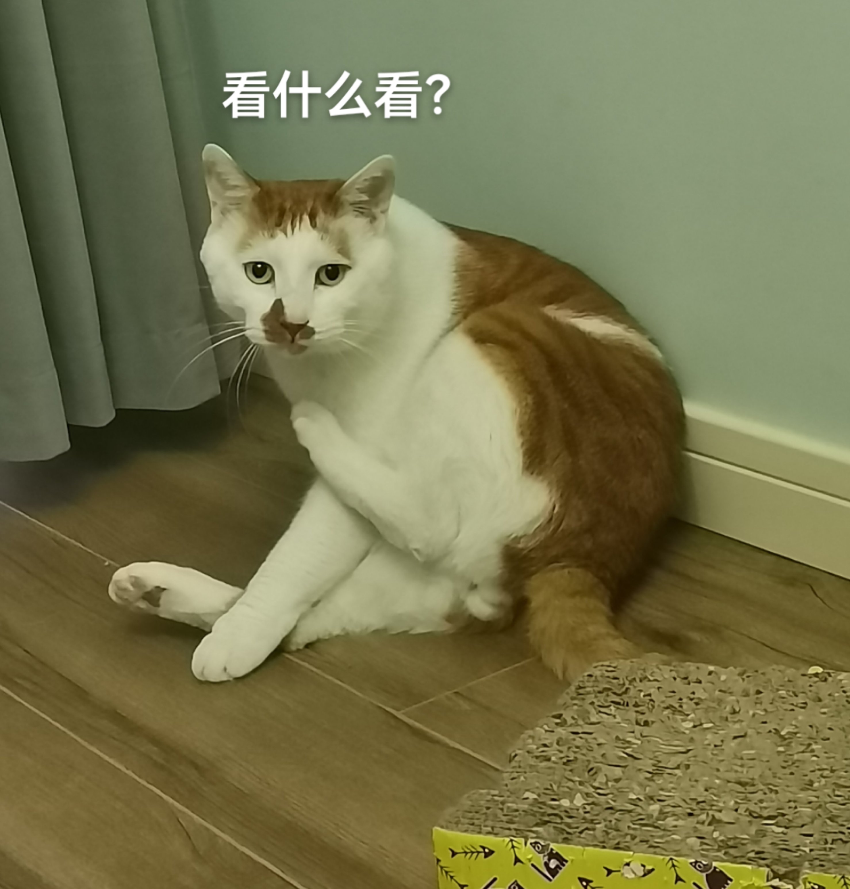 家猫,沃特碧们的Colg,DNF地下城与勇士 - COLG玩家社区