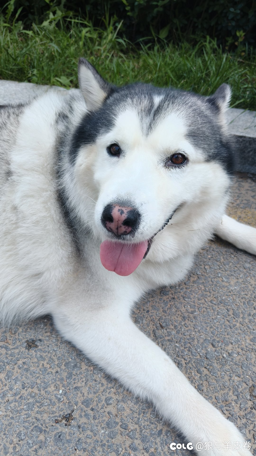 谁还记得奥特曼联动这回事（好吧，等10月）,沃特碧们的Colg,DNF地下城与勇士 - COLG玩家社区